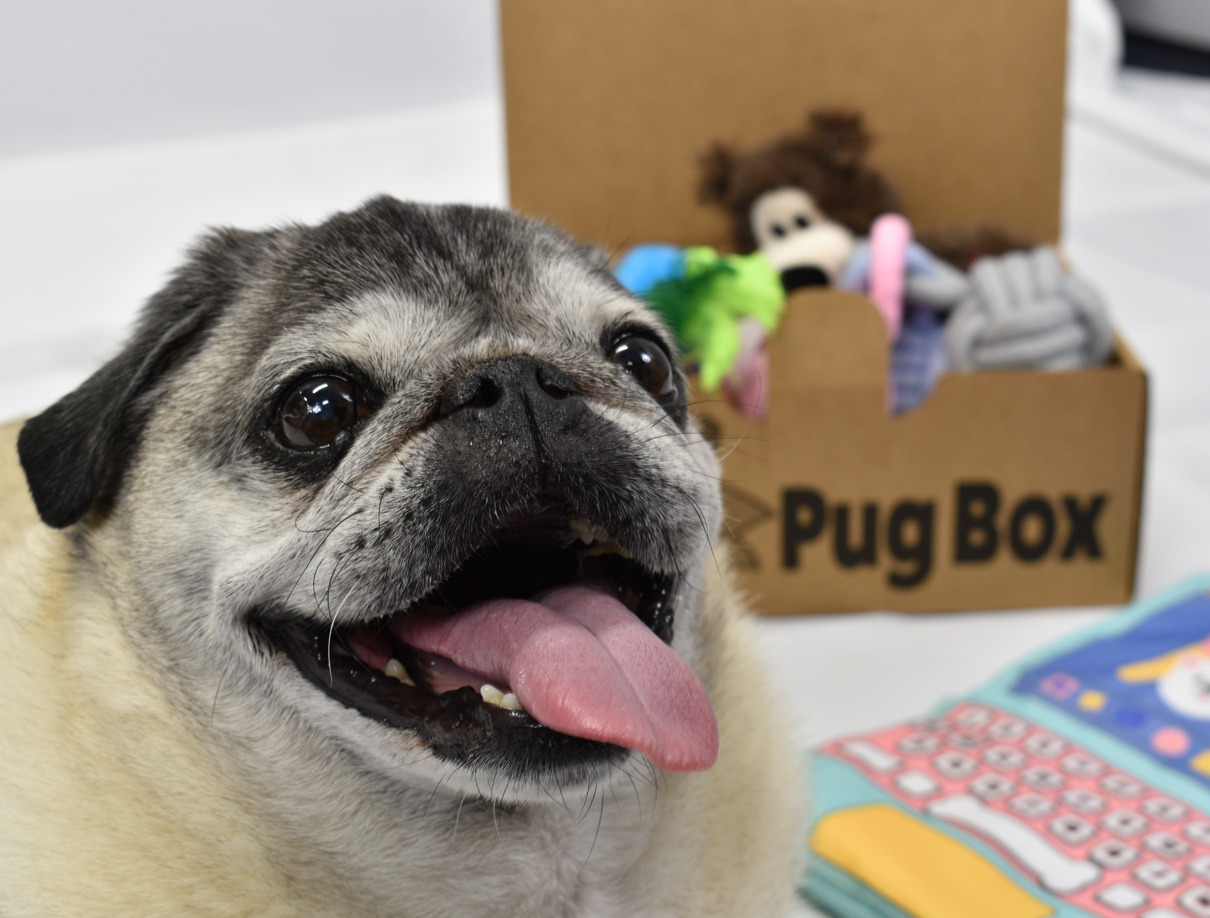 About Us – Pug Box